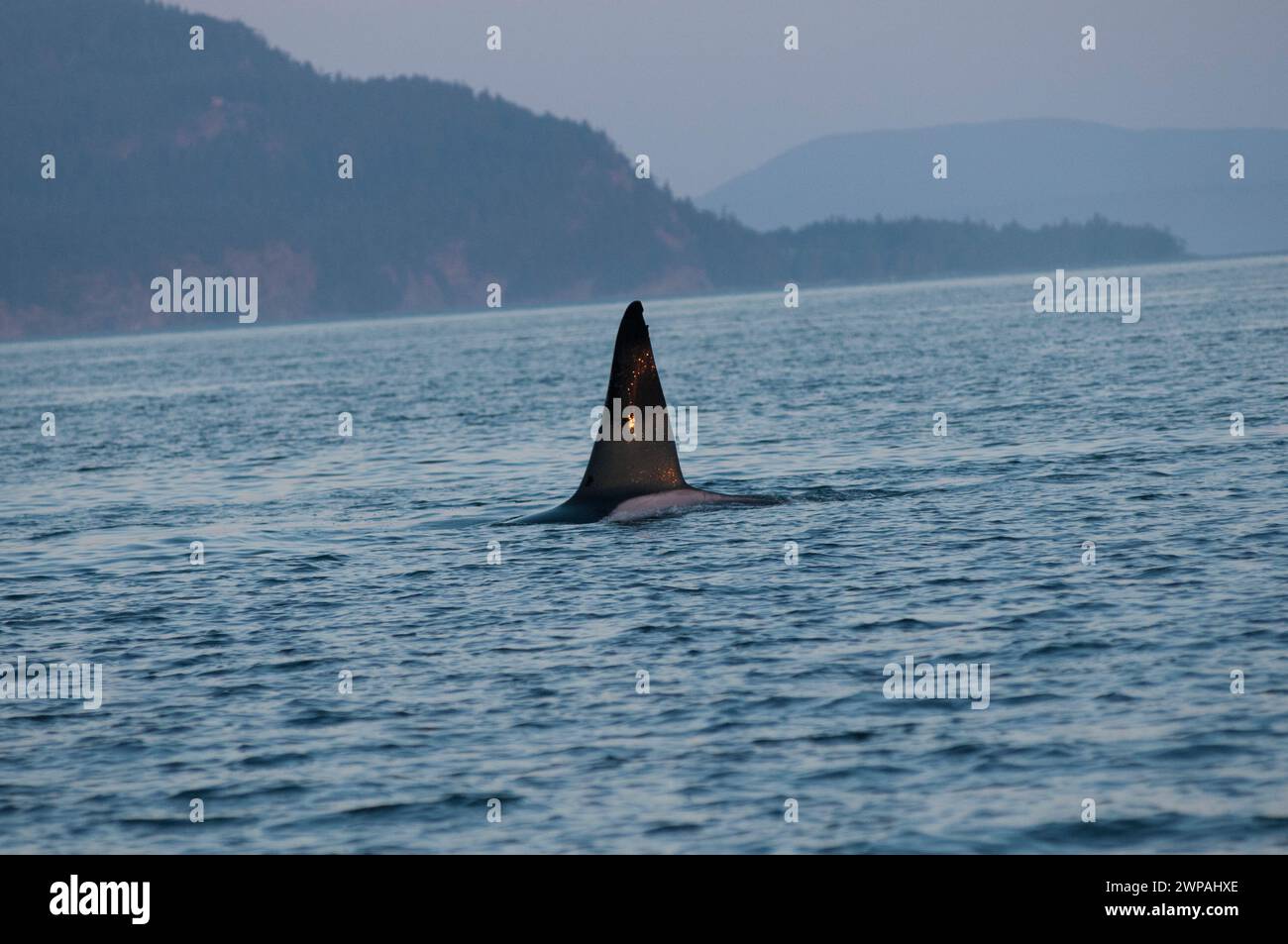Transient Orca or Bigg's Killer Whale, Salish Sea, British Columbia ...