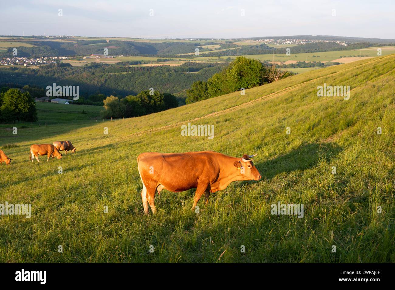 Cows grazing on pasture in Germany, species appropriate animal ...