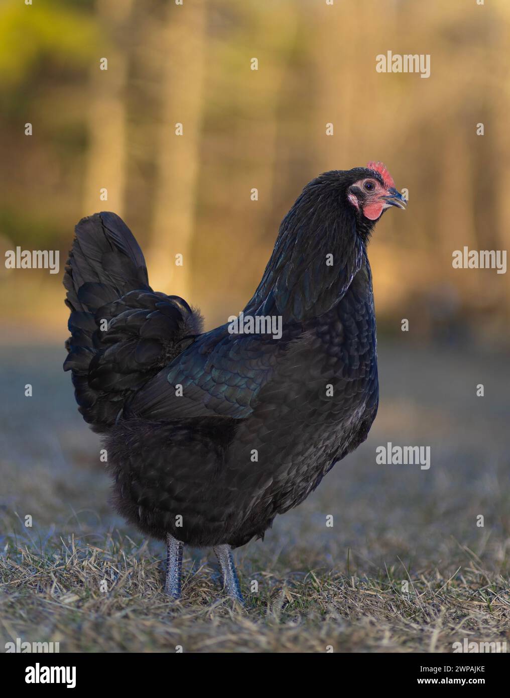 Female chicken hi-res stock photography and images - Alamy