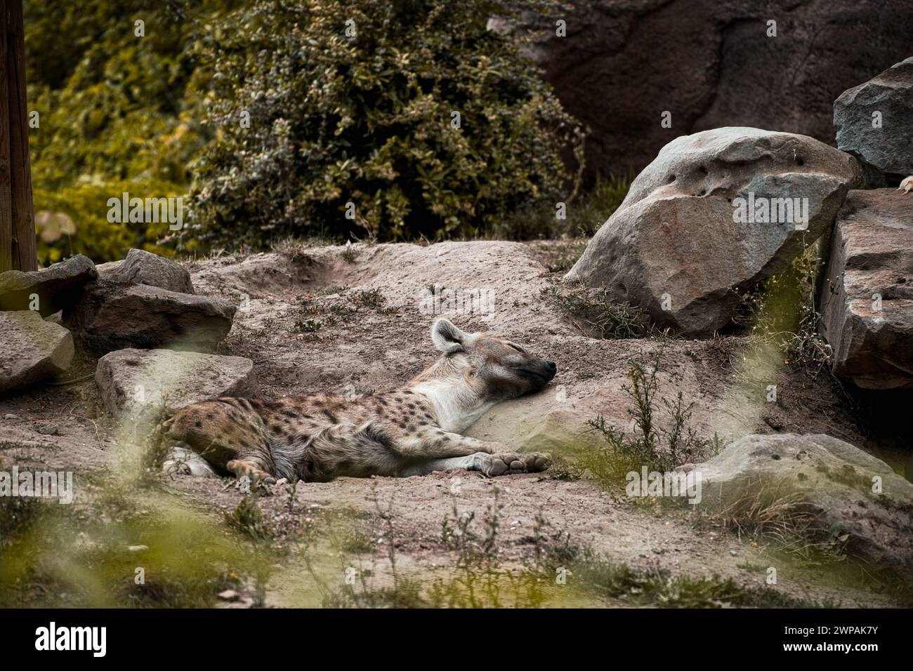 sleeping hyena at high noon Stock Photo - Alamy