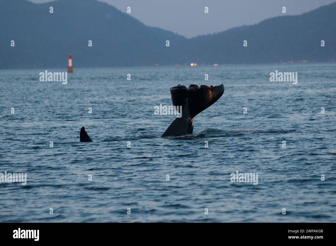 Transient Orca or Bigg's Killer Whale, Salish Sea, British Columbia ...