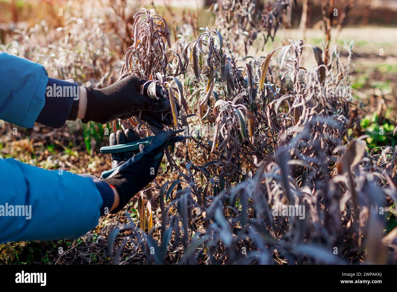 Cutting back sage in spring garden using shears. Gardener pruning ...