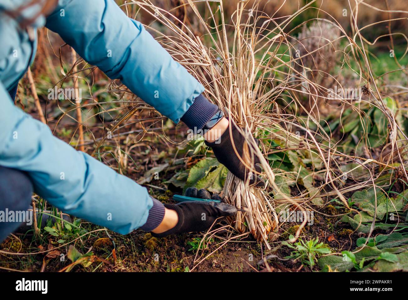 Ornamental grasses cutting back hi-res stock photography and images - Alamy