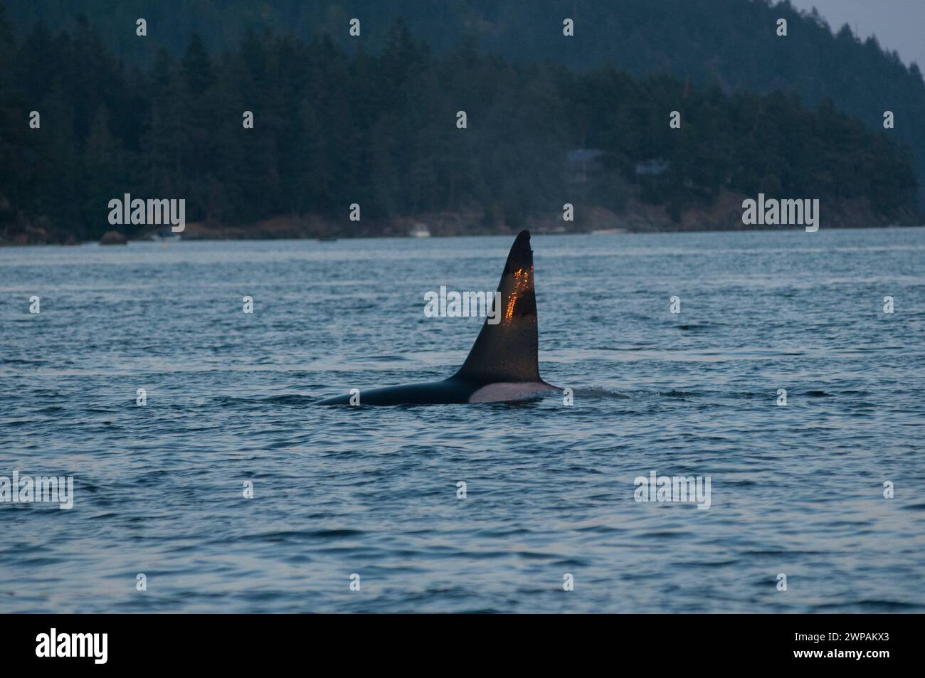 Transient Orca or Bigg's Killer Whale, Salish Sea, British Columbia ...