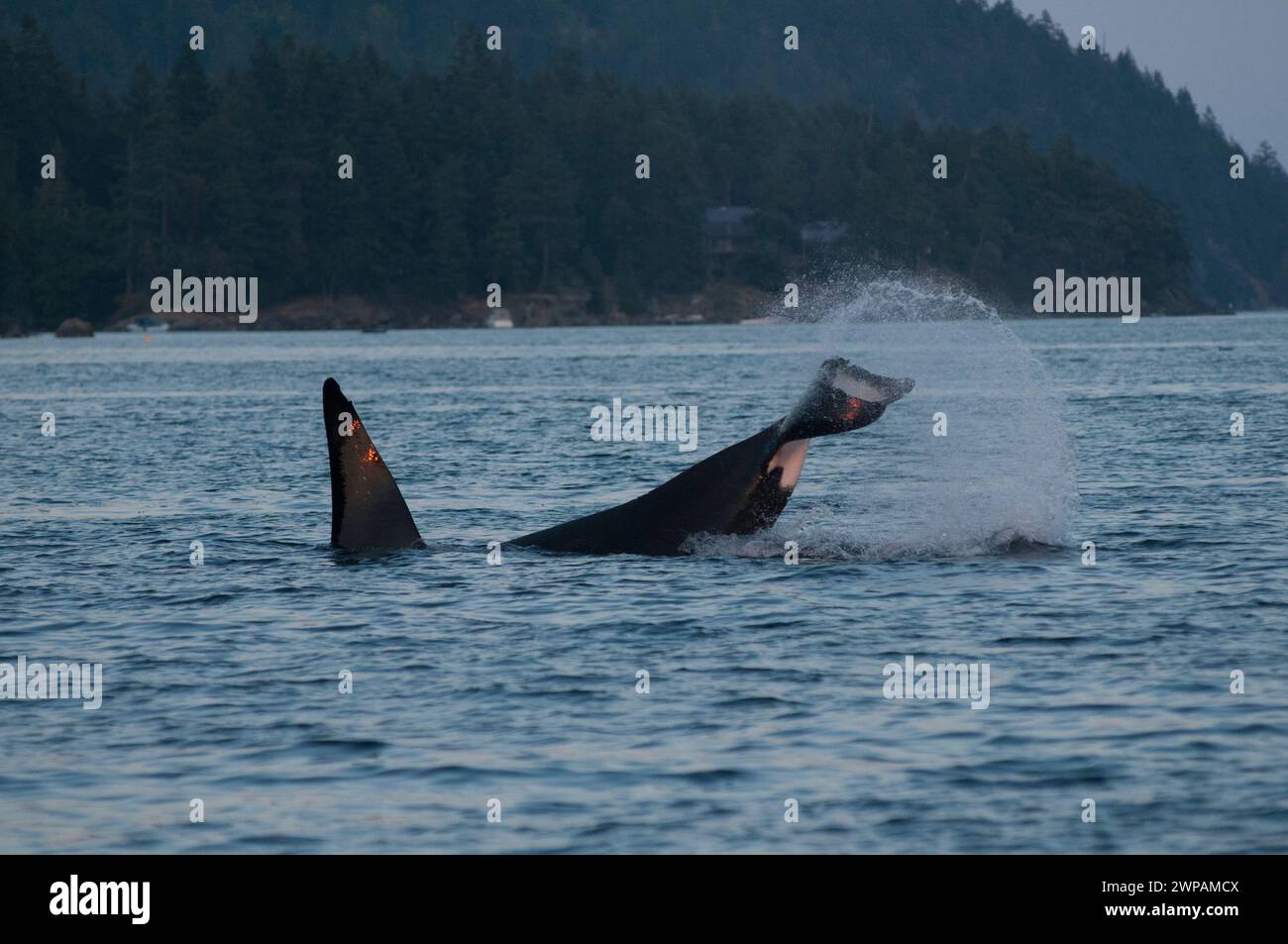 Transient Orca or Bigg's Killer Whale, Salish Sea, British Columbia ...