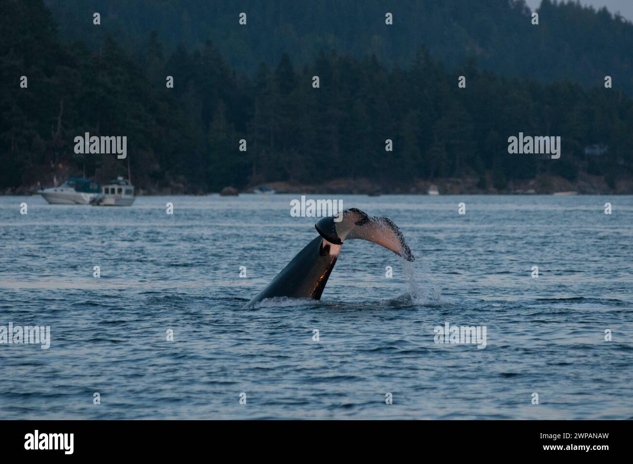 Transient Orca or Bigg's Killer Whale, Salish Sea, British Columbia ...