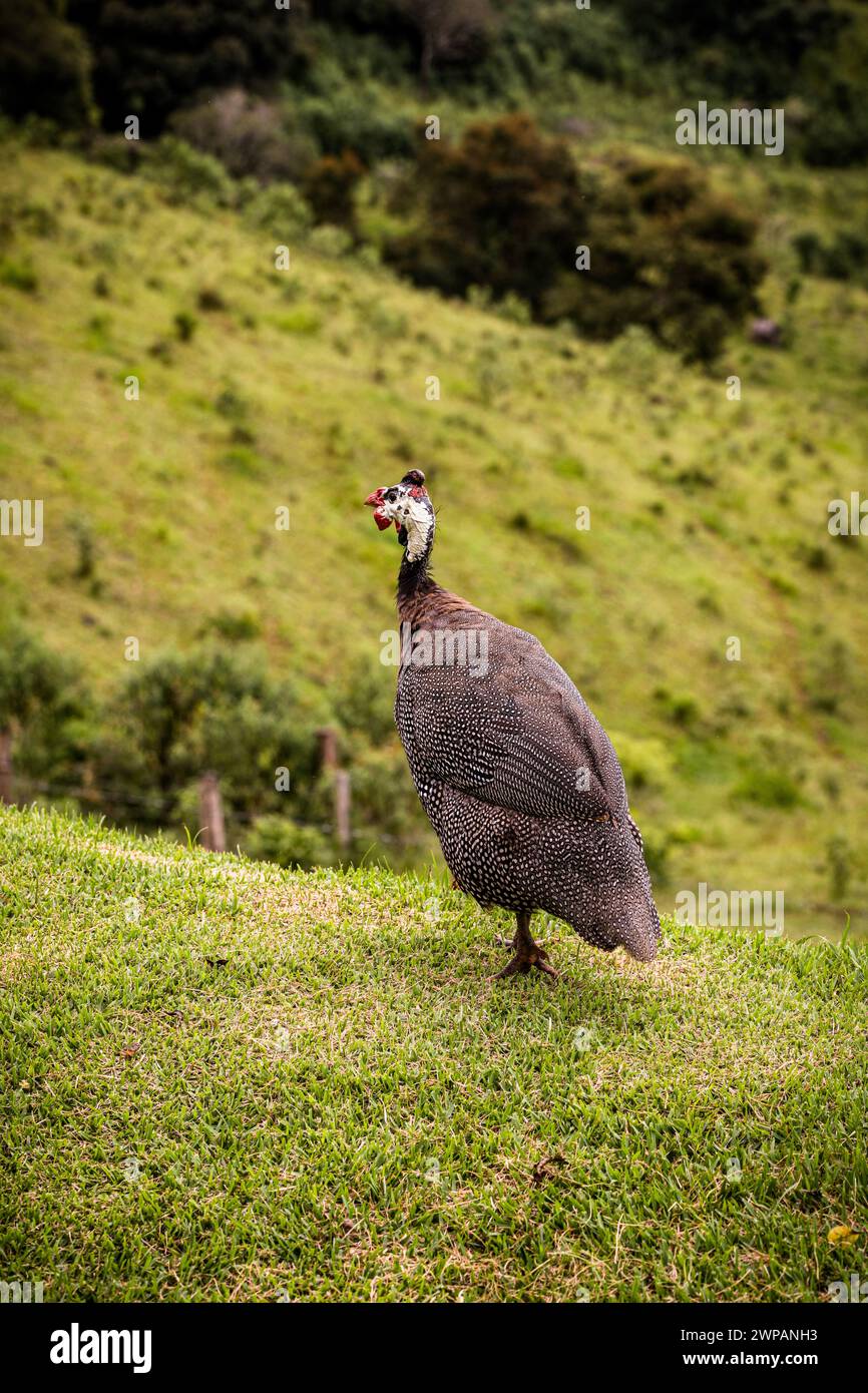 Guinea fowl or guinea fowl is a bird from the order of gallinacea ...