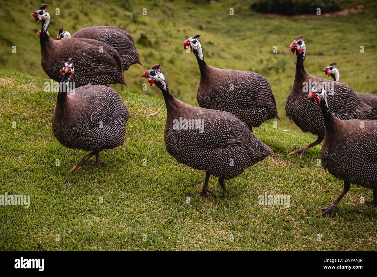 Guinea fowl or guinea fowl is a bird from the order of gallinacea ...