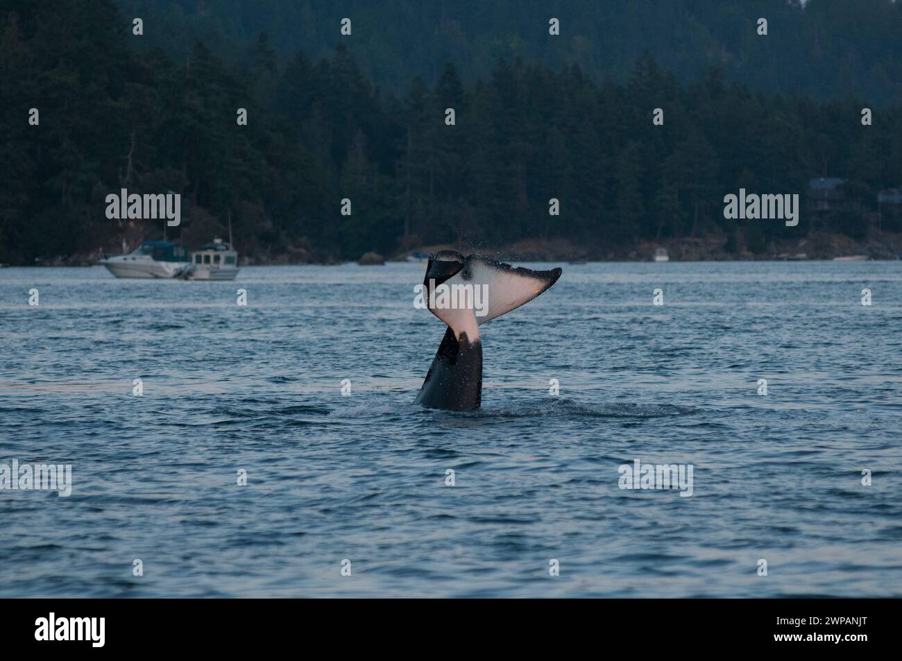 Transient Orca or Bigg's Killer Whale, Salish Sea, British Columbia ...