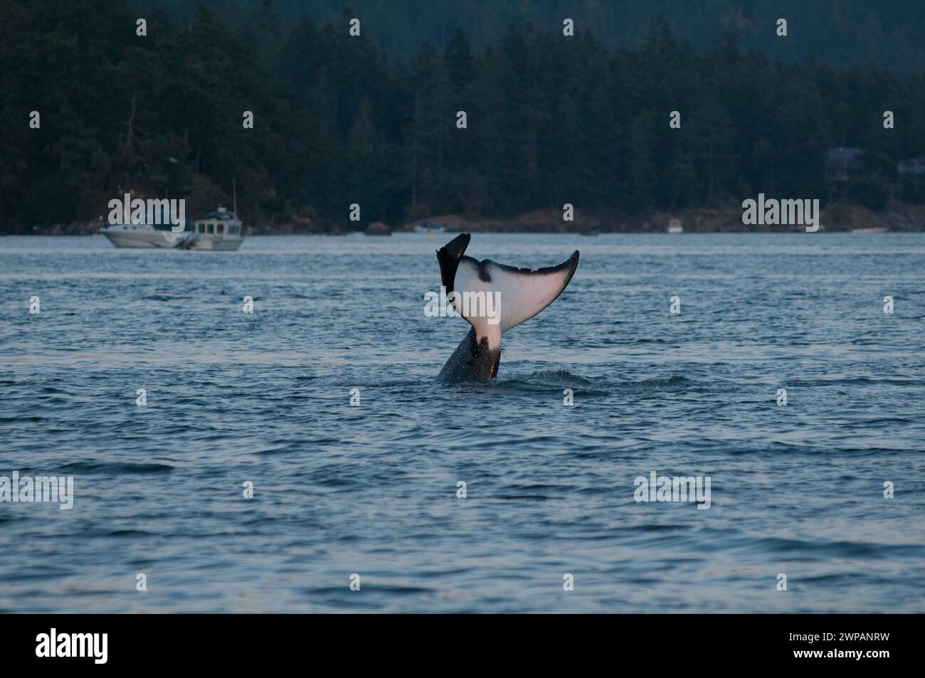 Transient Orca or Bigg's Killer Whale, Salish Sea, British Columbia ...