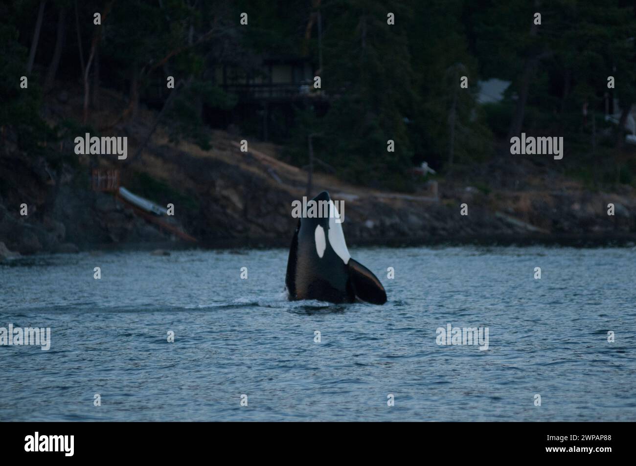 Transient Orca or Bigg's Killer Whale, Salish Sea, British Columbia ...