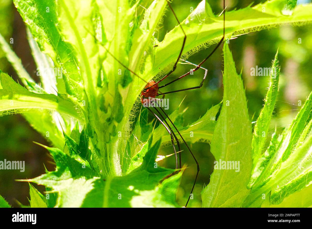 Long outstretched legs hi-res stock photography and images - Alamy