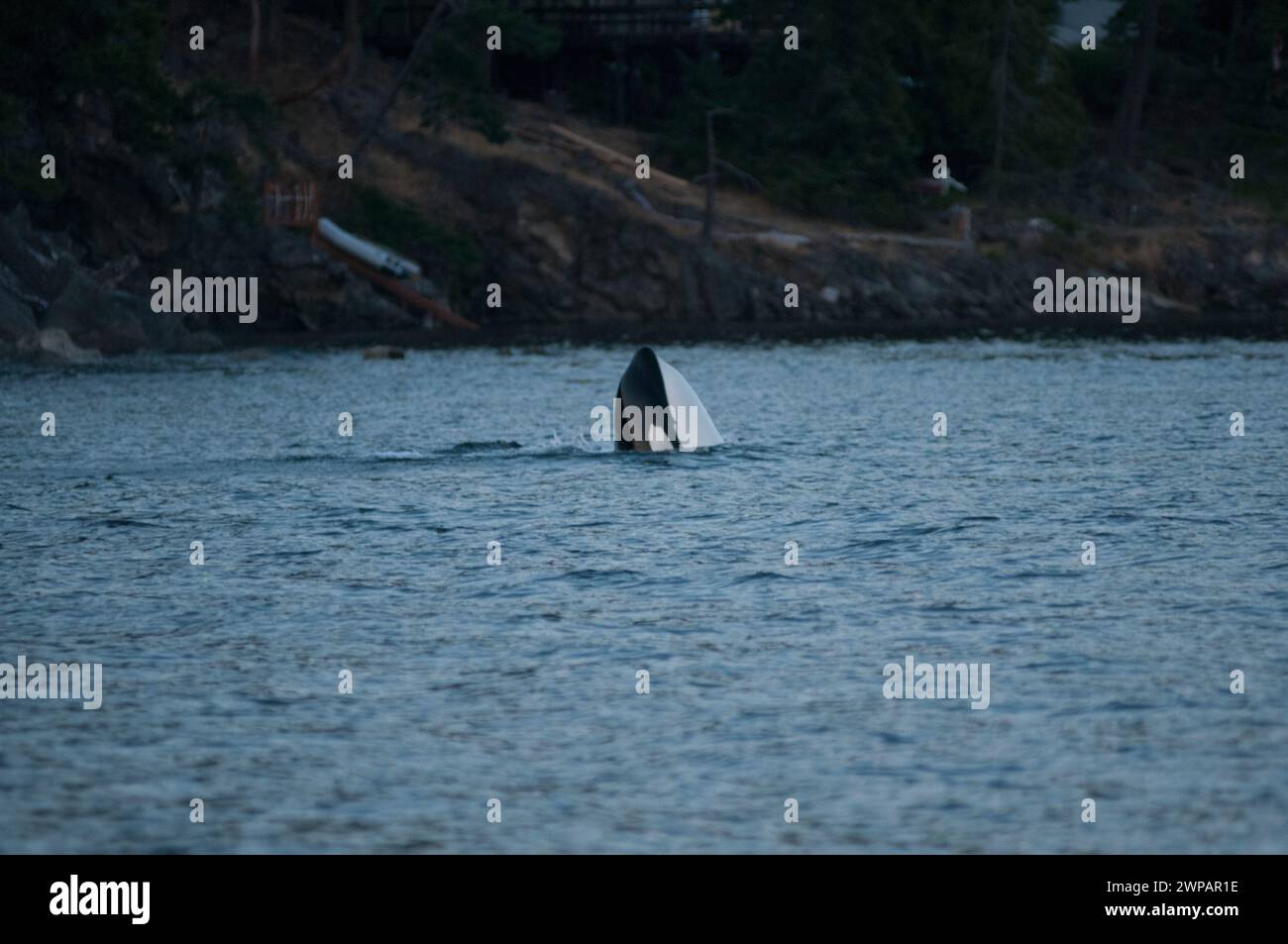 Transient Orca or Bigg's Killer Whale, Salish Sea, British Columbia ...