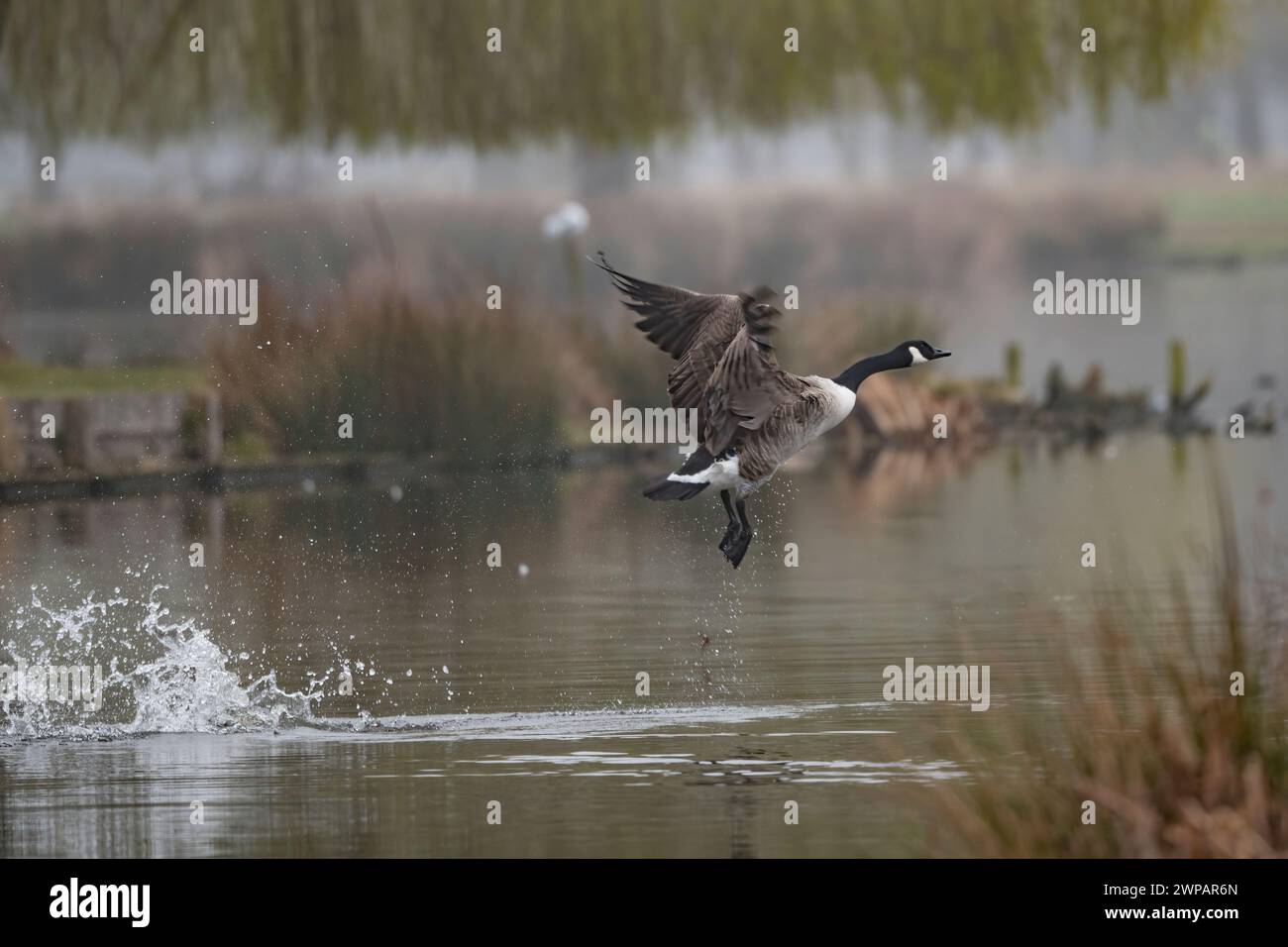 Canada goose with wings spread hi-res stock photography and images - Alamy