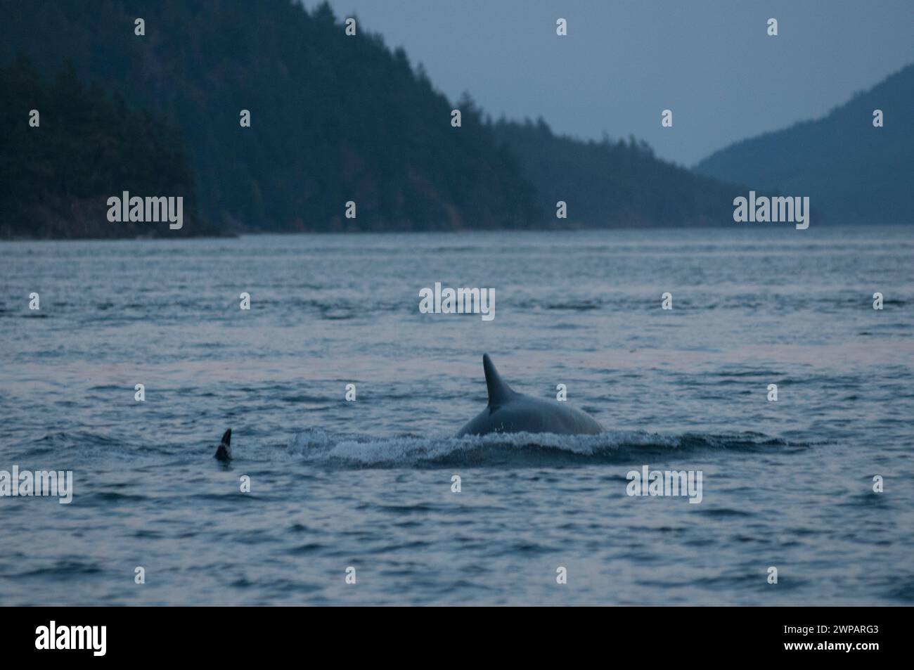 Transient Orca or Bigg's Killer Whale, Salish Sea, British Columbia ...