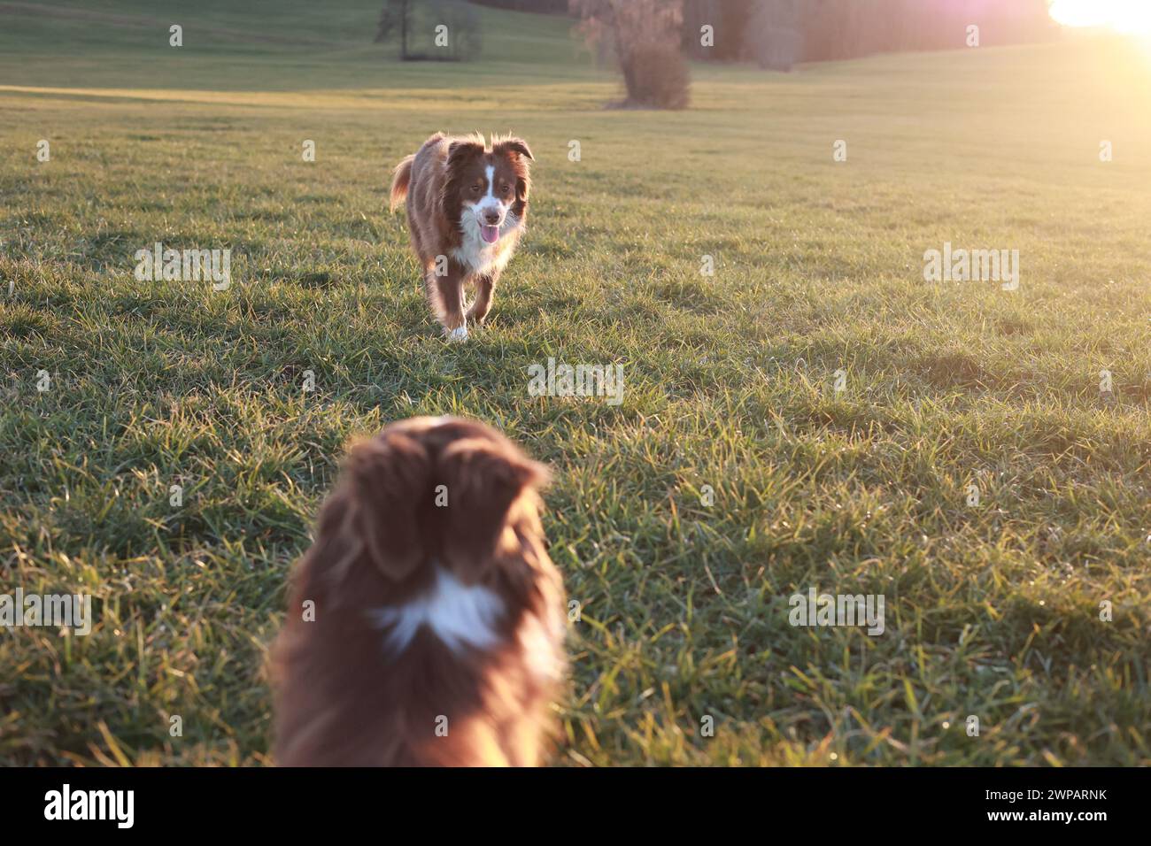Two dogs are playing in a grassy field Stock Photo - Alamy
