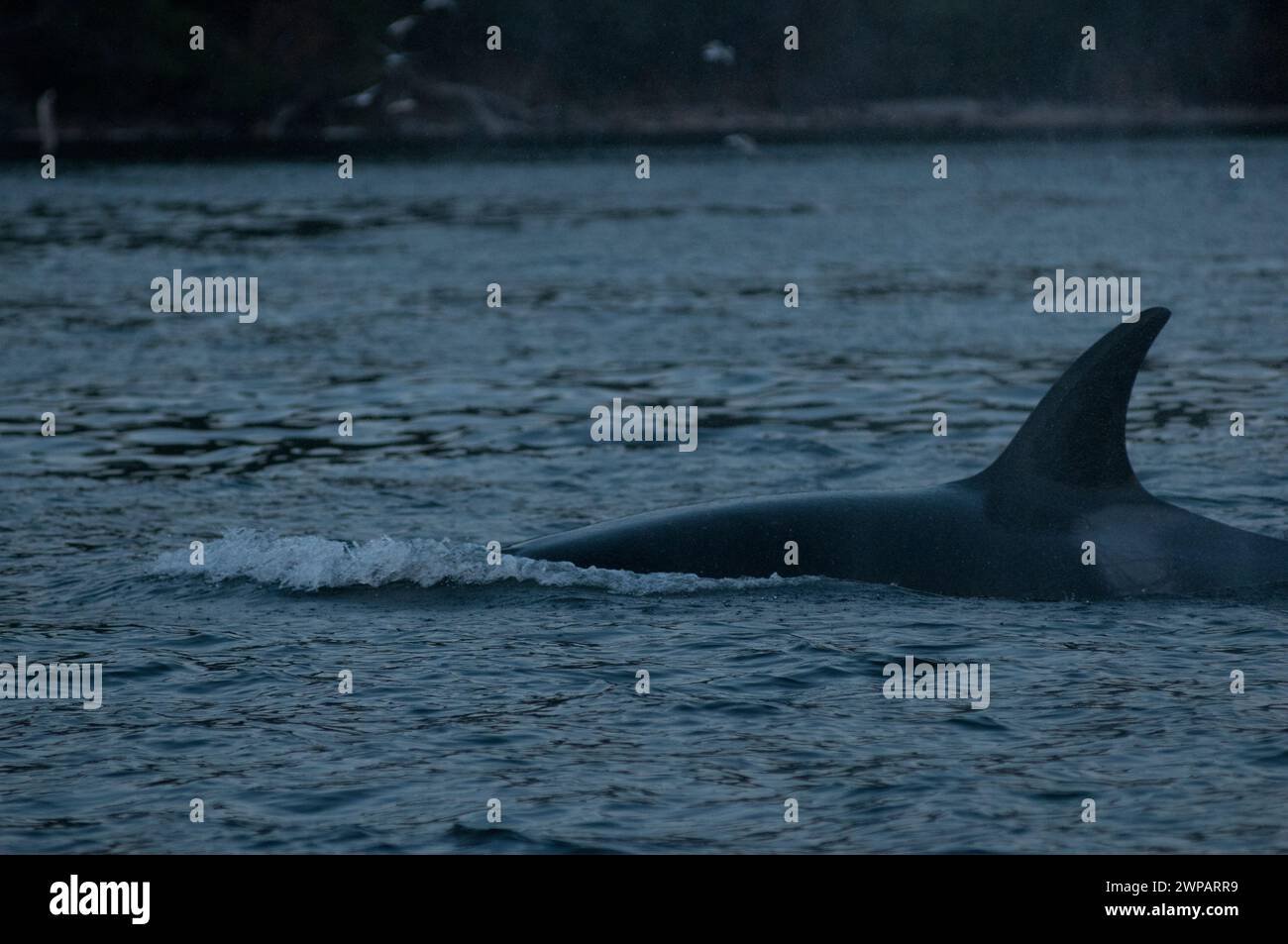Transient Orca or Bigg's Killer Whale, Salish Sea, British Columbia ...