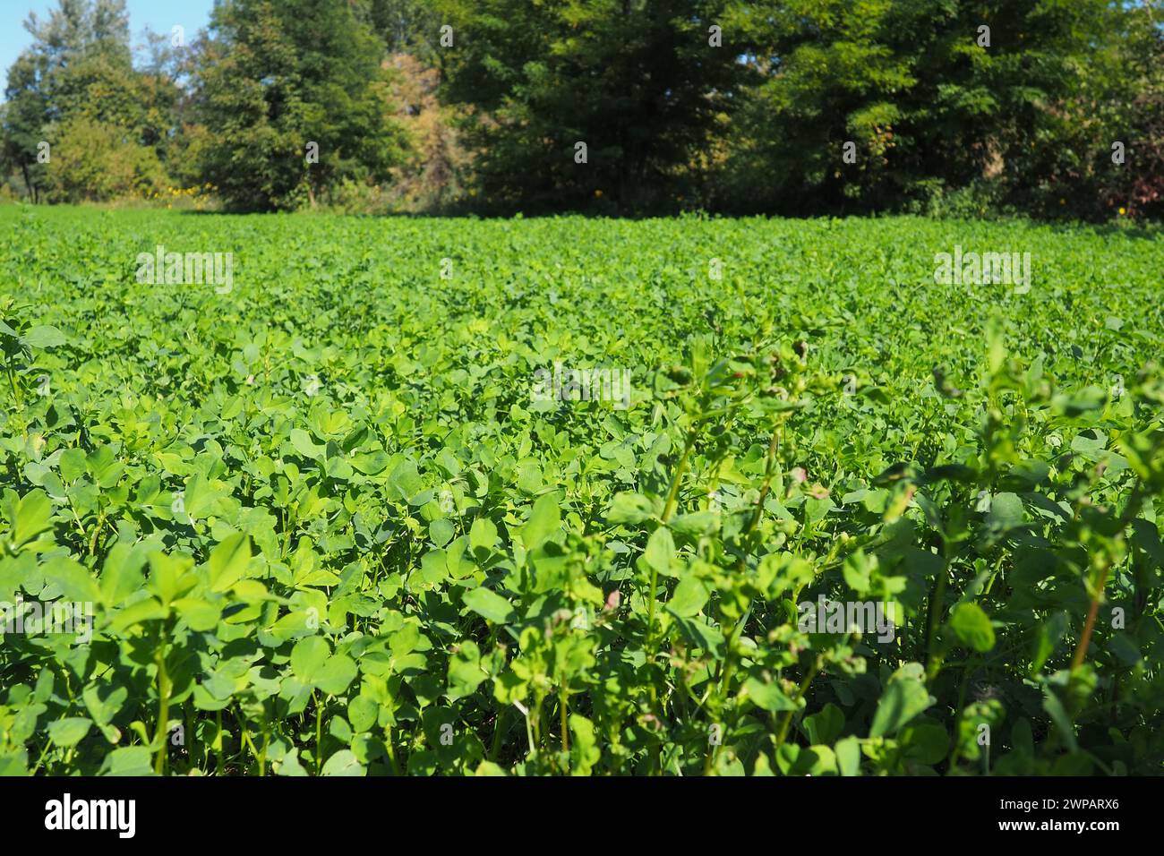 Field with green clover. Organized planting of clover. Clover Trifolium ...