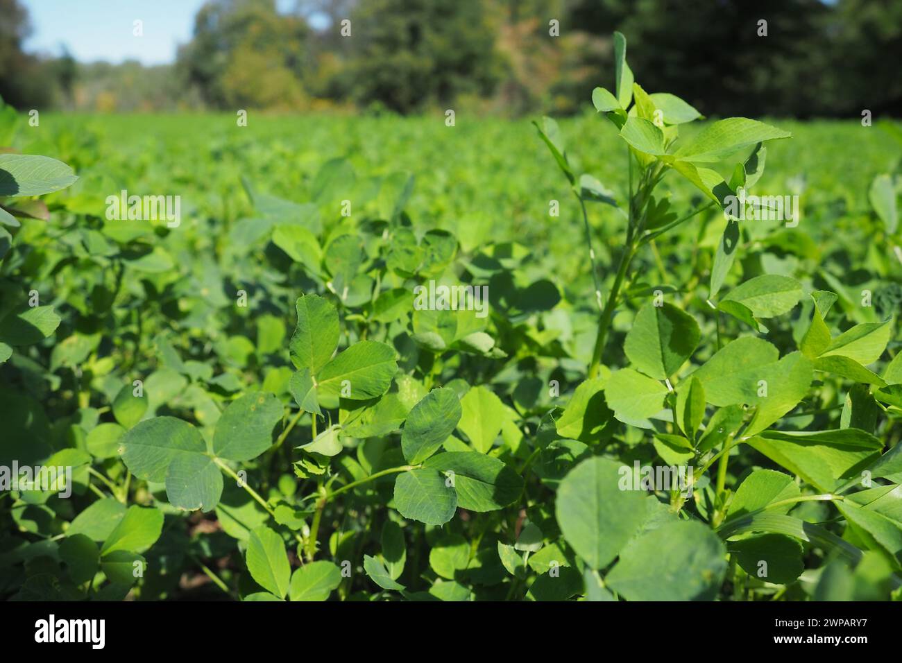 Field with green clover. Organized planting of clover. Clover Trifolium ...