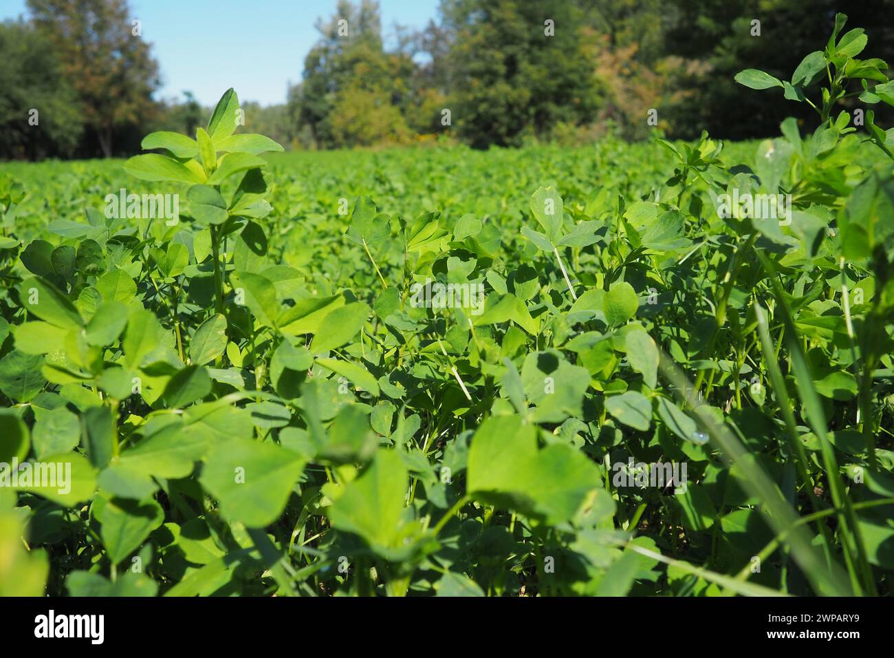 Field with green clover. Organized planting of clover. Clover Trifolium ...