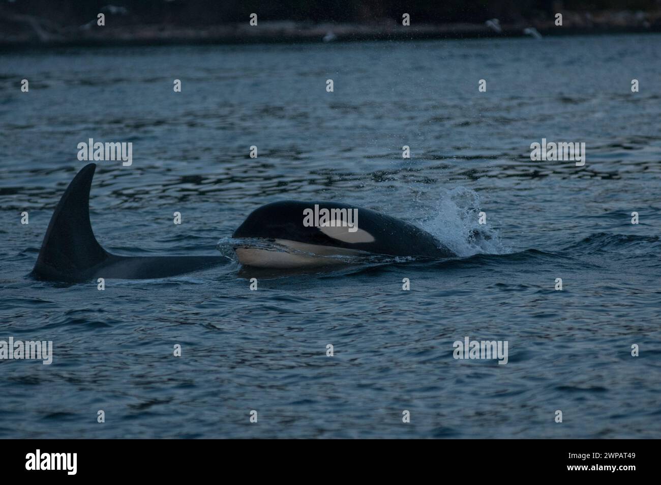 Transient Orca or Bigg's Killer Whale, Salish Sea, British Columbia ...