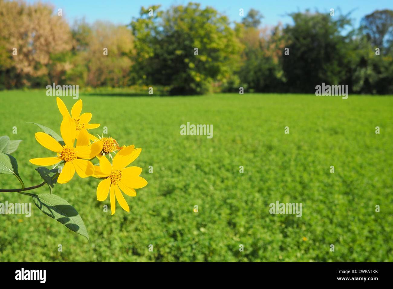 Jerusalem artichoke or tuberous sunflower, or ground pear Helianthus ...