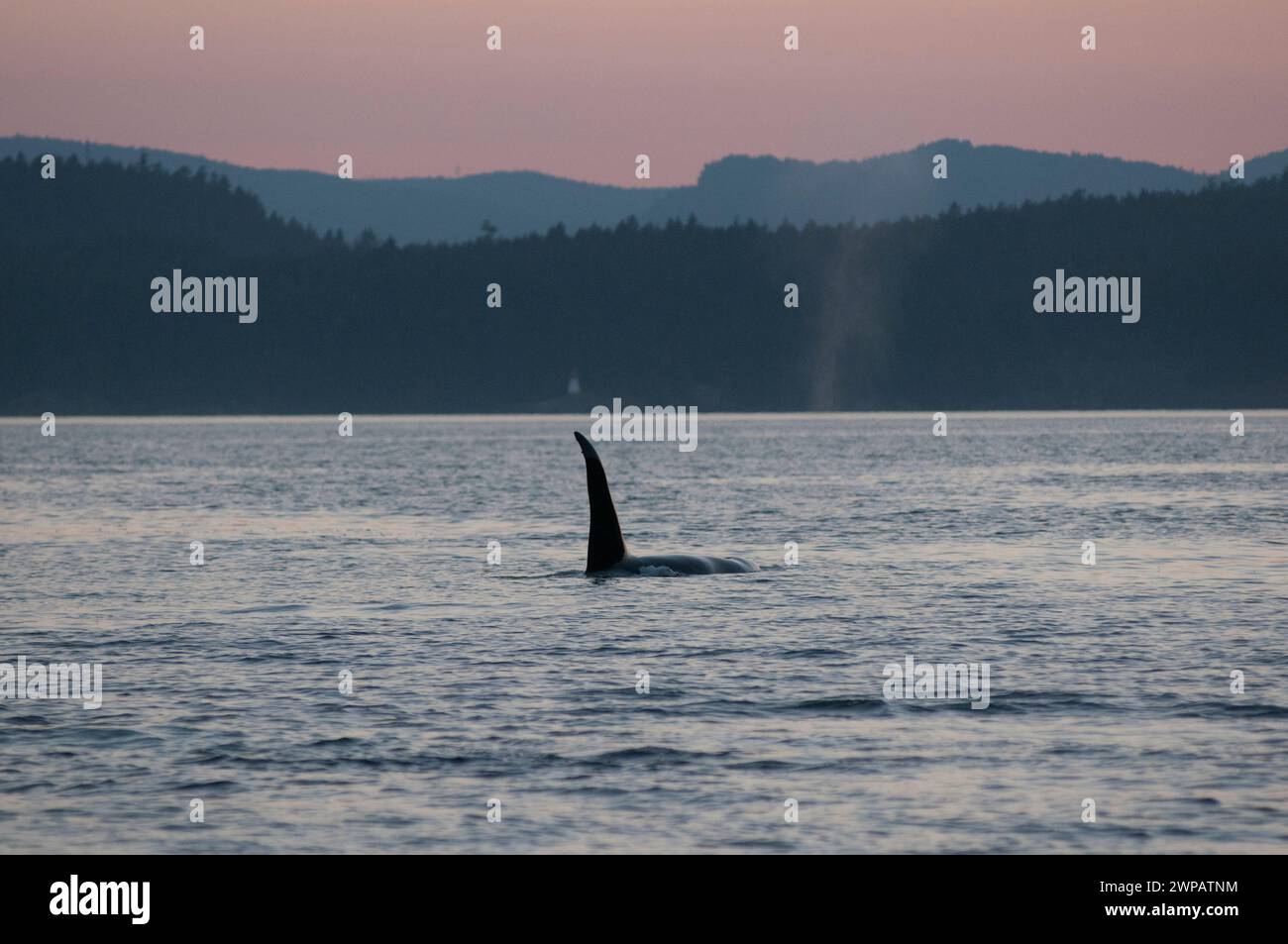 Dolphin slapping tail hi-res stock photography and images - Alamy
