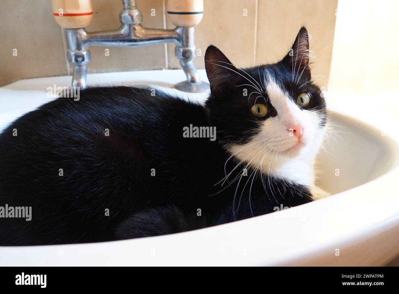 Waking cat hi-res stock photography and images - Alamy