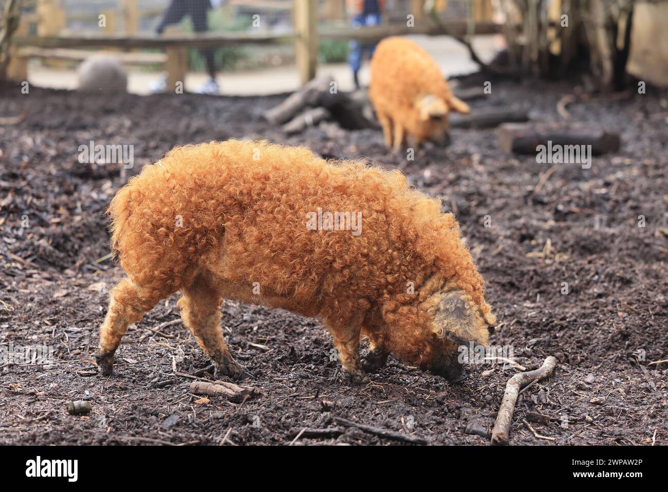 Mangalitsa Pig, Sus scrofa domesticus, in the children's petting zoo ...