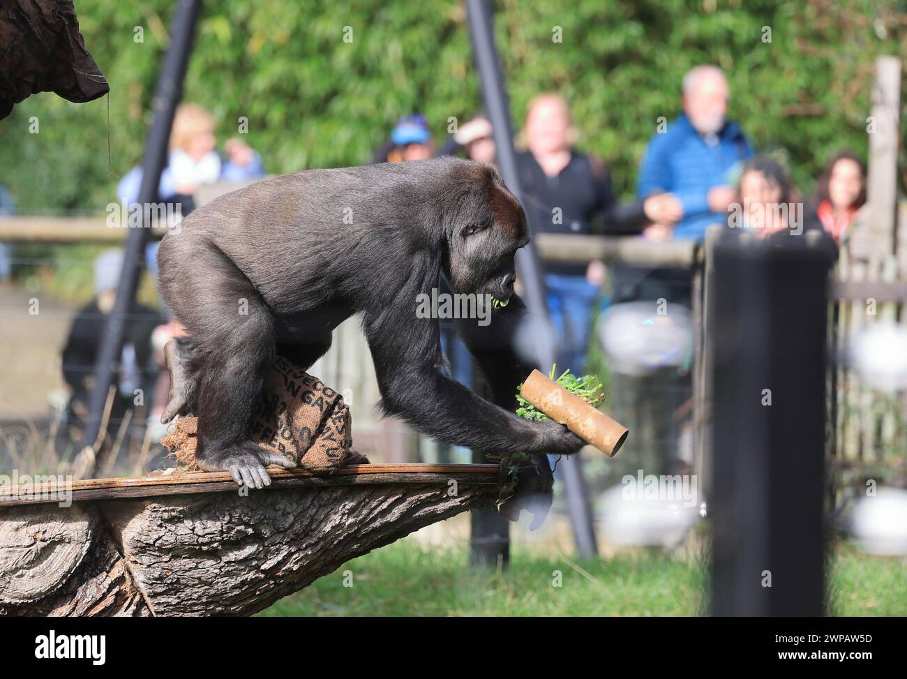 Western Lowland gorilla, which is critically endangered, in Gorilla Kingdom in London Zoo ...