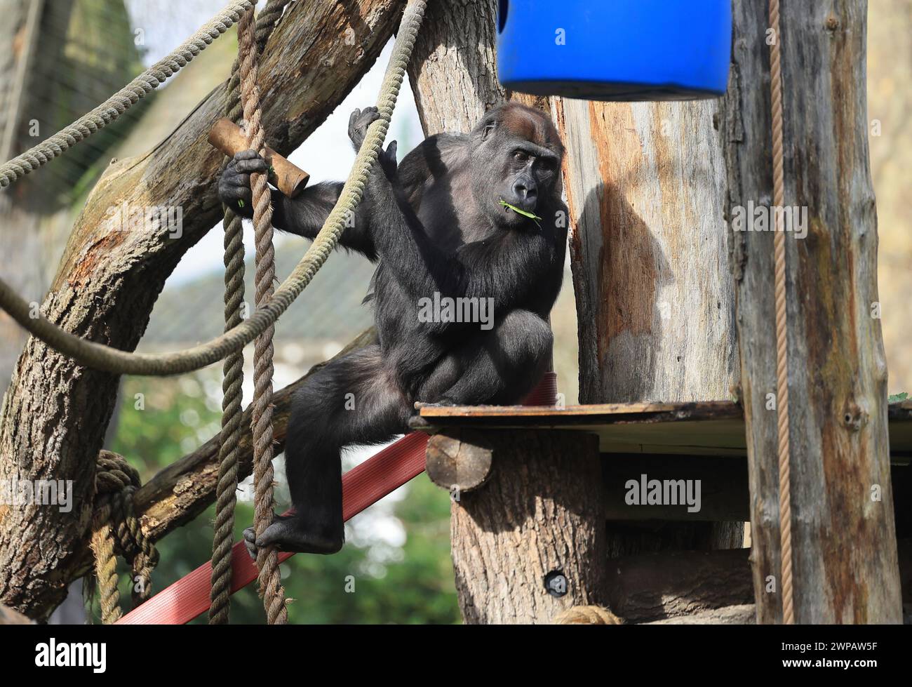 Western Lowland gorilla, which is critically endangered, in Gorilla ...