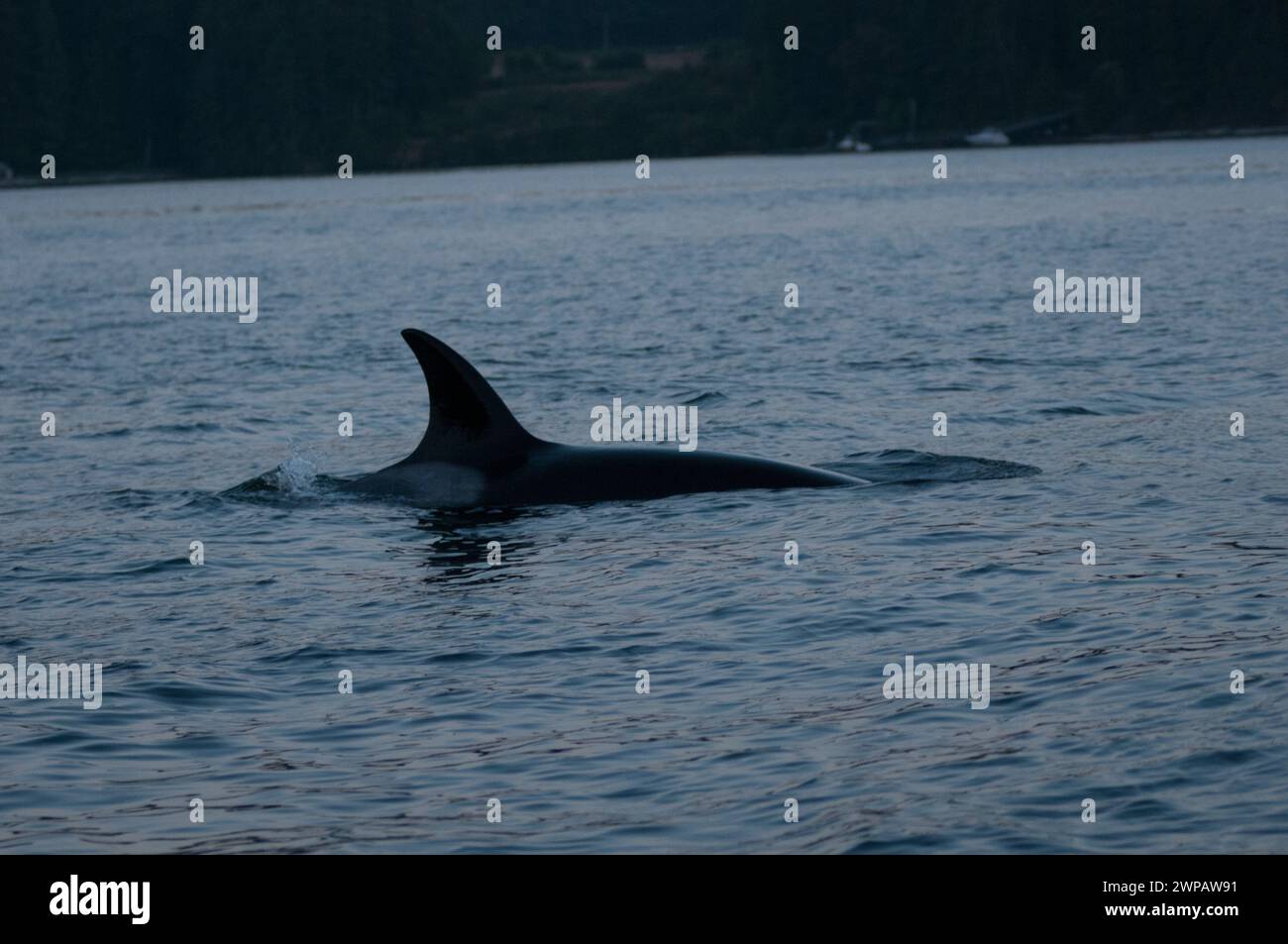 Transient Orca or Bigg's Killer Whale, Salish Sea, British Columbia ...