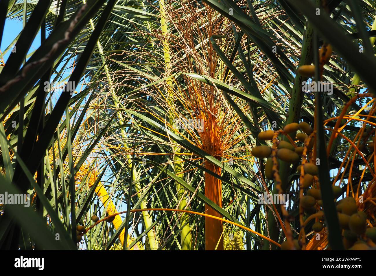 Date palm Phoenix, Date Phoenix is a genus of plants in the Arecaceae ...