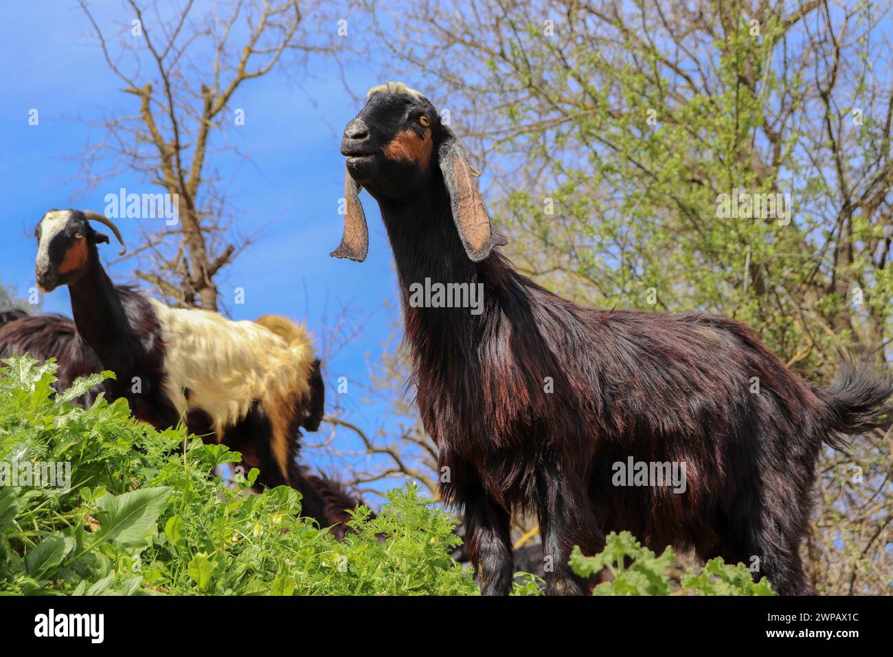 Scary looks for Arabian goats standing in the nature among plants ...