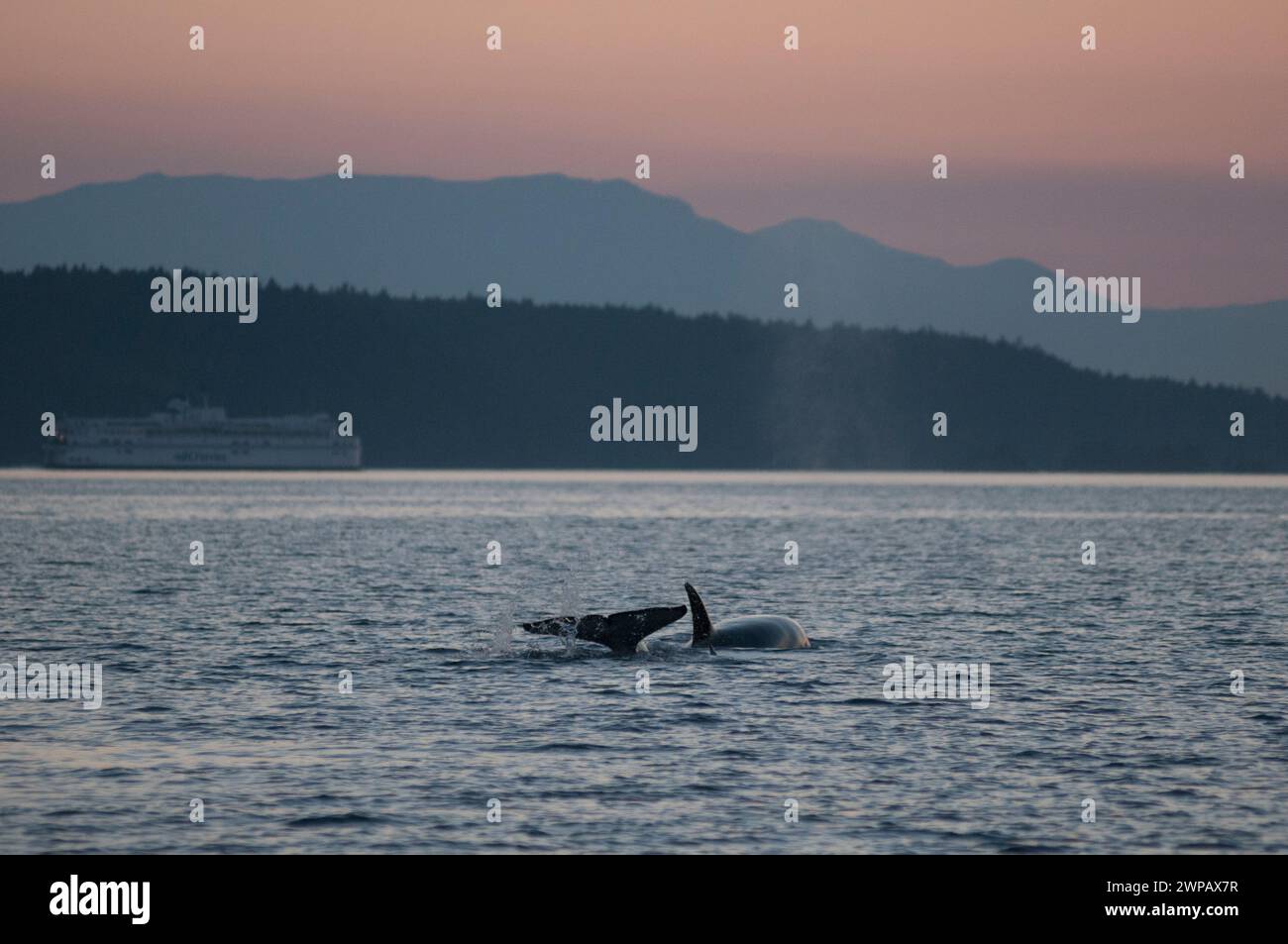 Transient Orca or Bigg's Killer Whale, Salish Sea, British Columbia ...