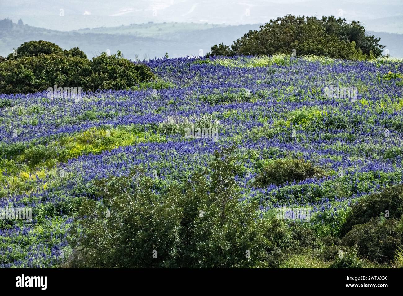 Carpets of blue Lupinus pilosus in Israel . Lupinus pilosus, commonly ...