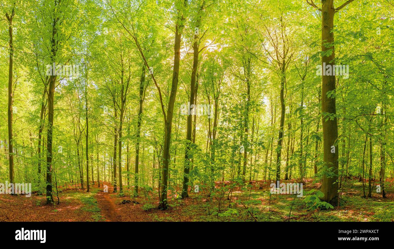 Beech scene hi-res stock photography and images - Alamy
