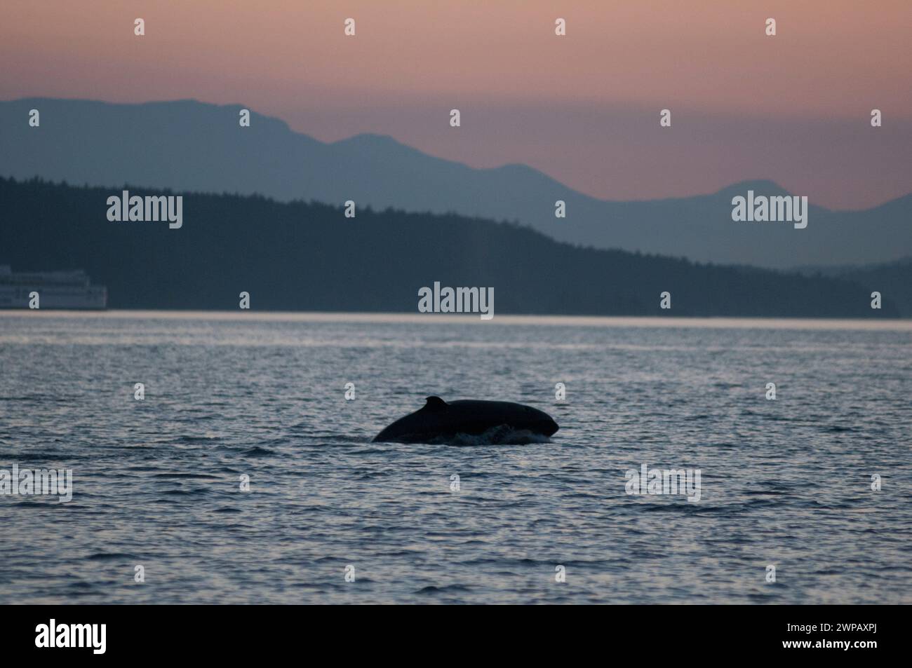 Transient Orca or Bigg's Killer Whale, Salish Sea, British Columbia ...