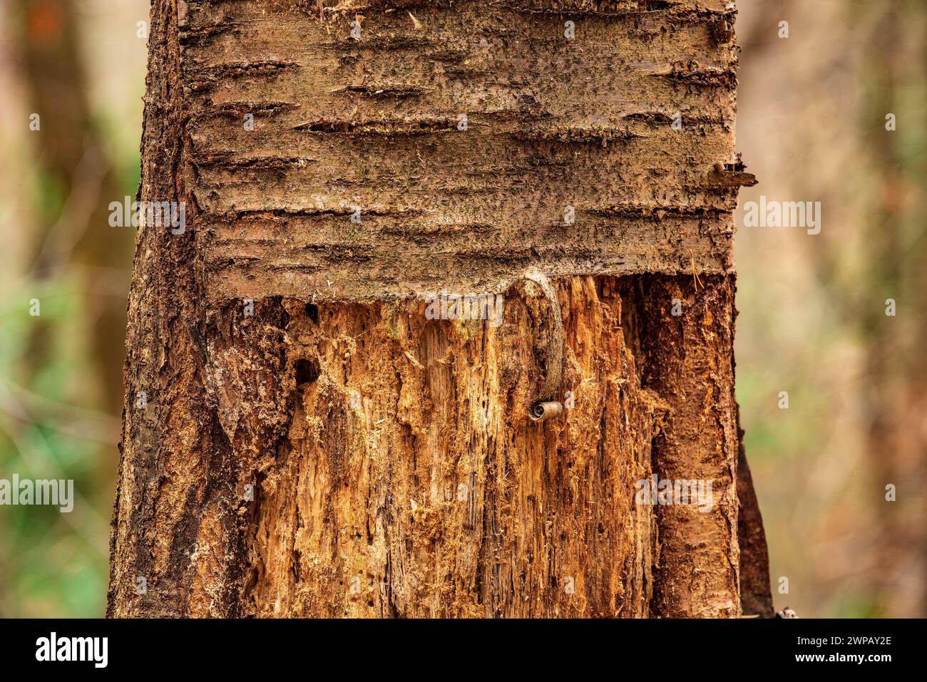 Bleeding a tree hi-res stock photography and images - Alamy