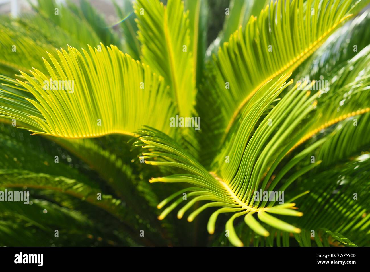 Palm leaves texture with shadow and light. Palm leaves of bright green ...