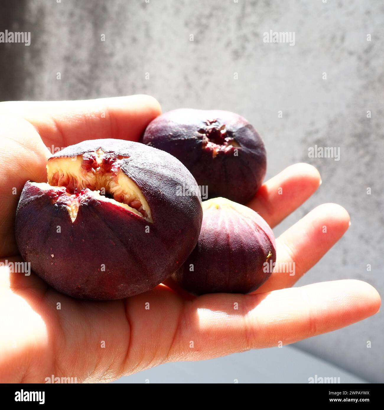Fig or fig tree, or common fig tree, or Ficus carica is a subtropical ...