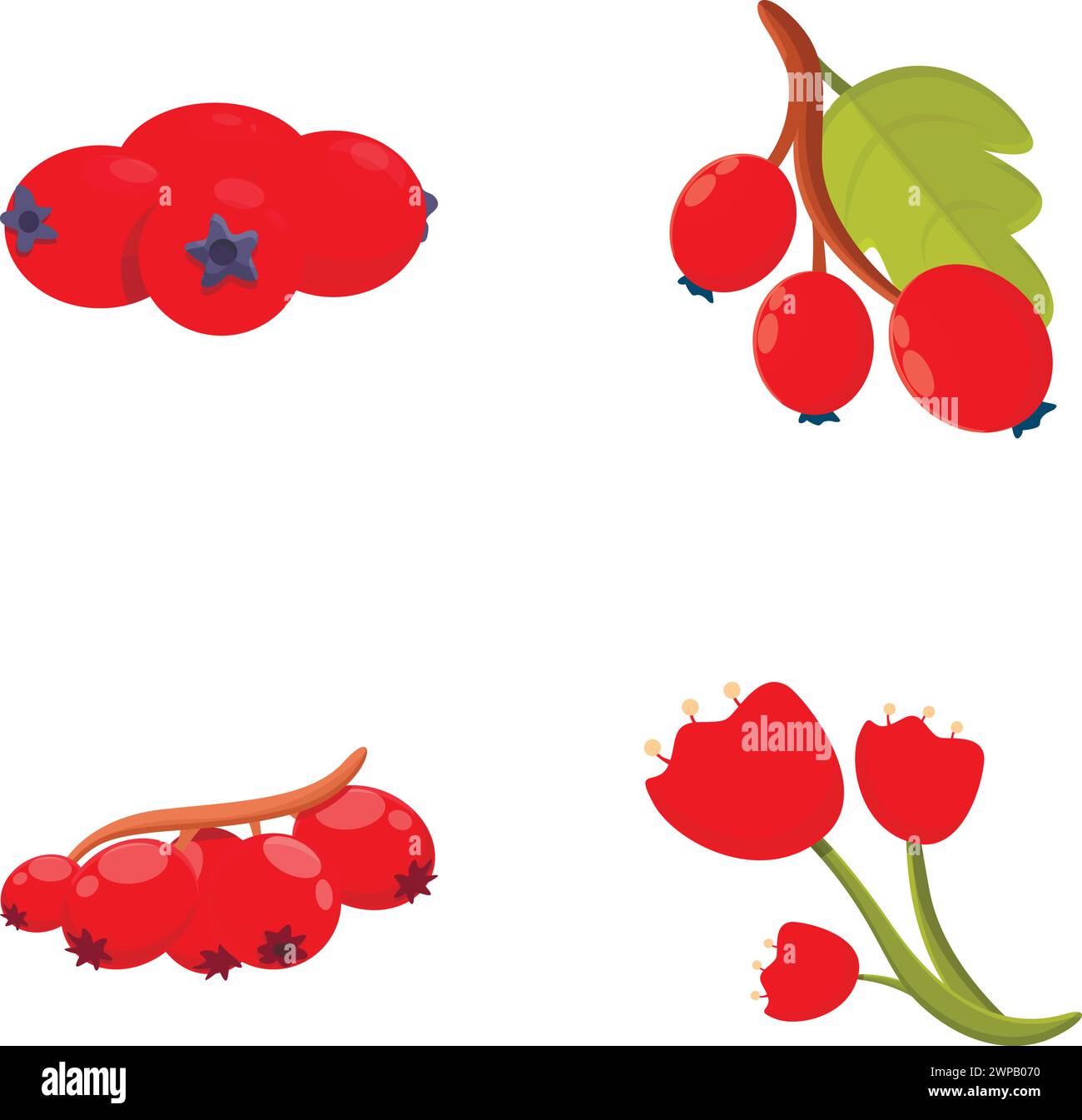 Hawthorn berry icons set cartoon vector. Hawberry branch with red berry ...