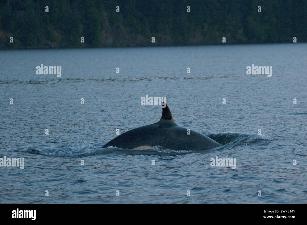 Transient Orca or Bigg's Killer Whale, Salish Sea, British Columbia ...