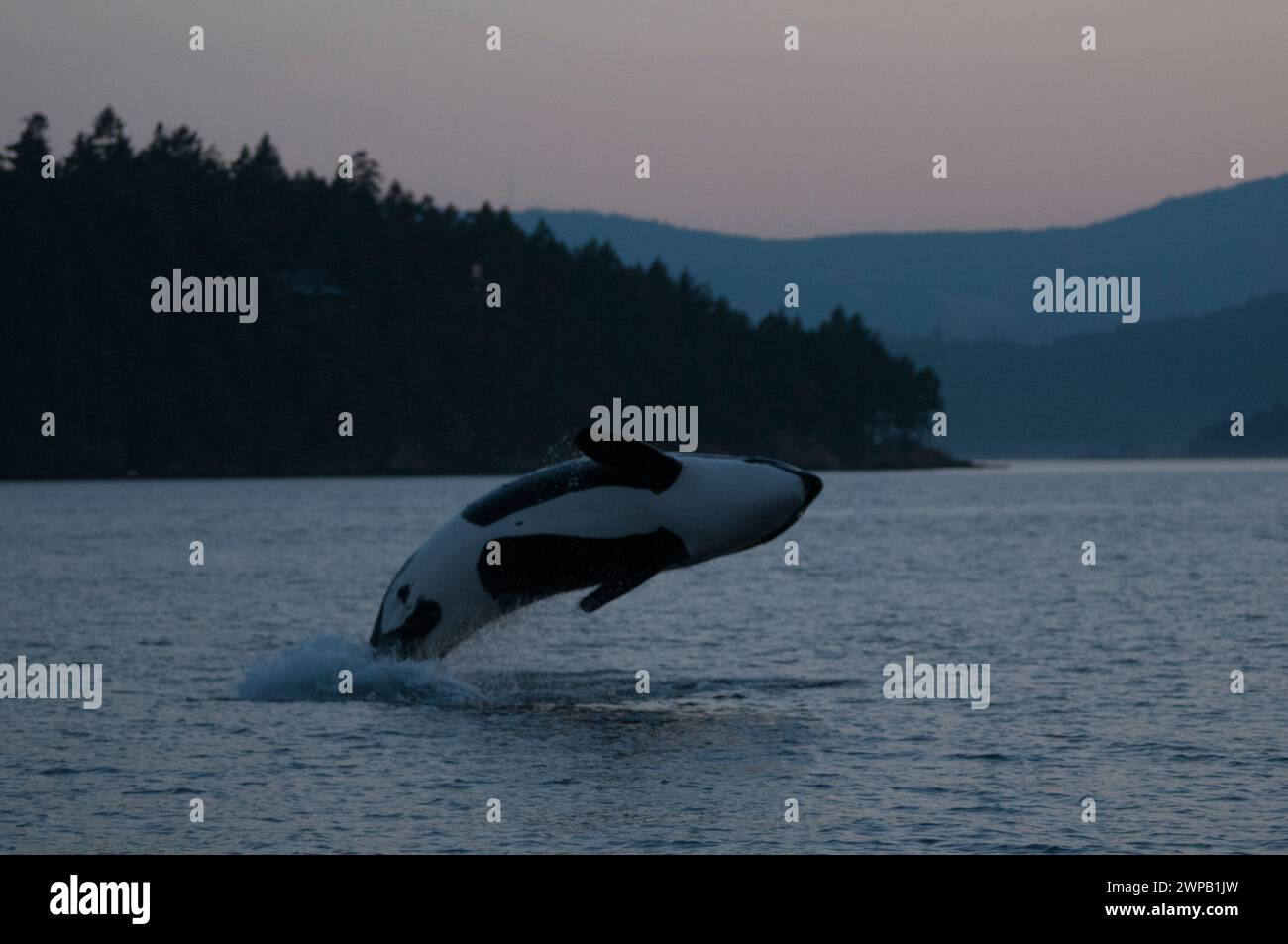 Transient Orca or Bigg's Killer Whale, Salish Sea, British Columbia ...