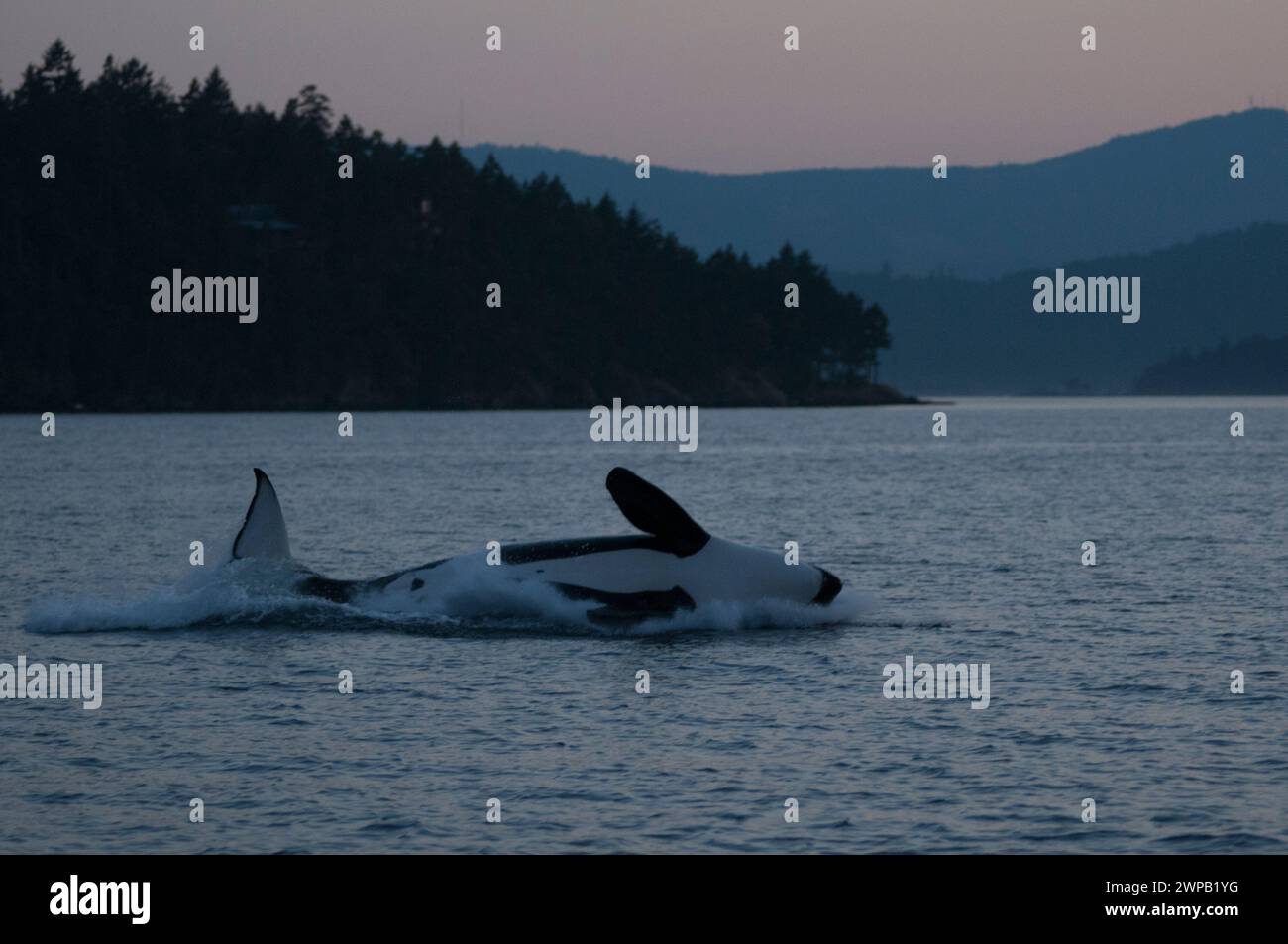 Transient Orca or Bigg's Killer Whale, Salish Sea, British Columbia ...