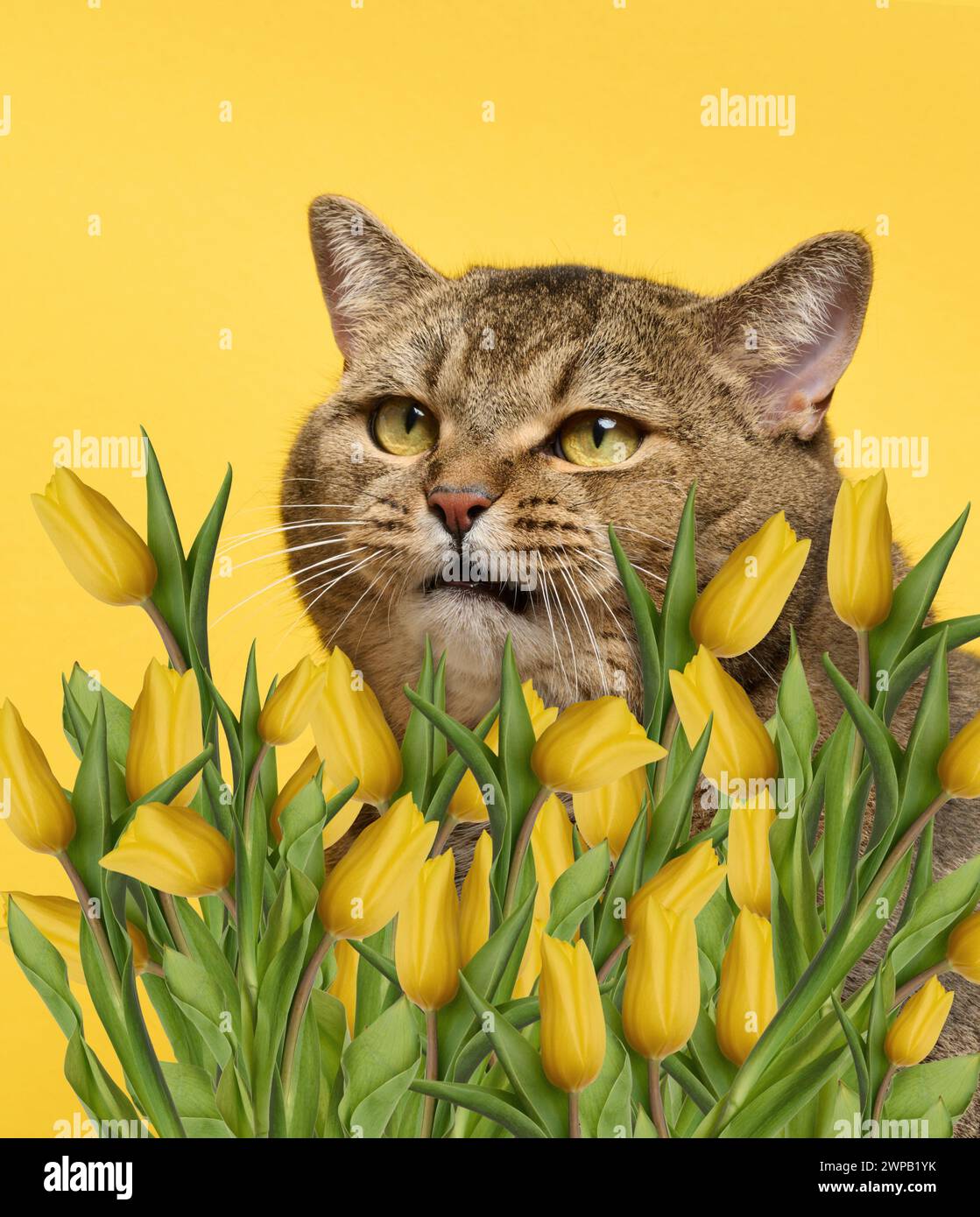 Adult gray straight-eared cat and a bouquet of yellow blooming tulips ...