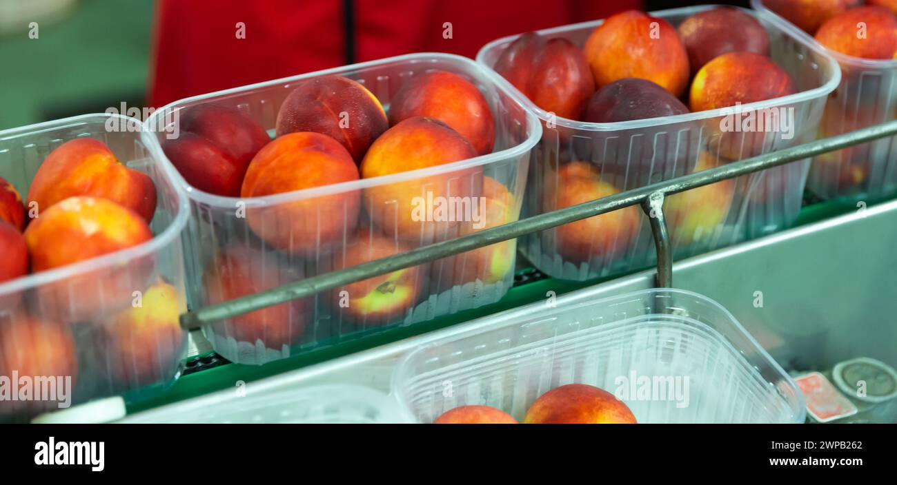 Plastic boxes with peaches on the conveyor of an automatic fruit ...