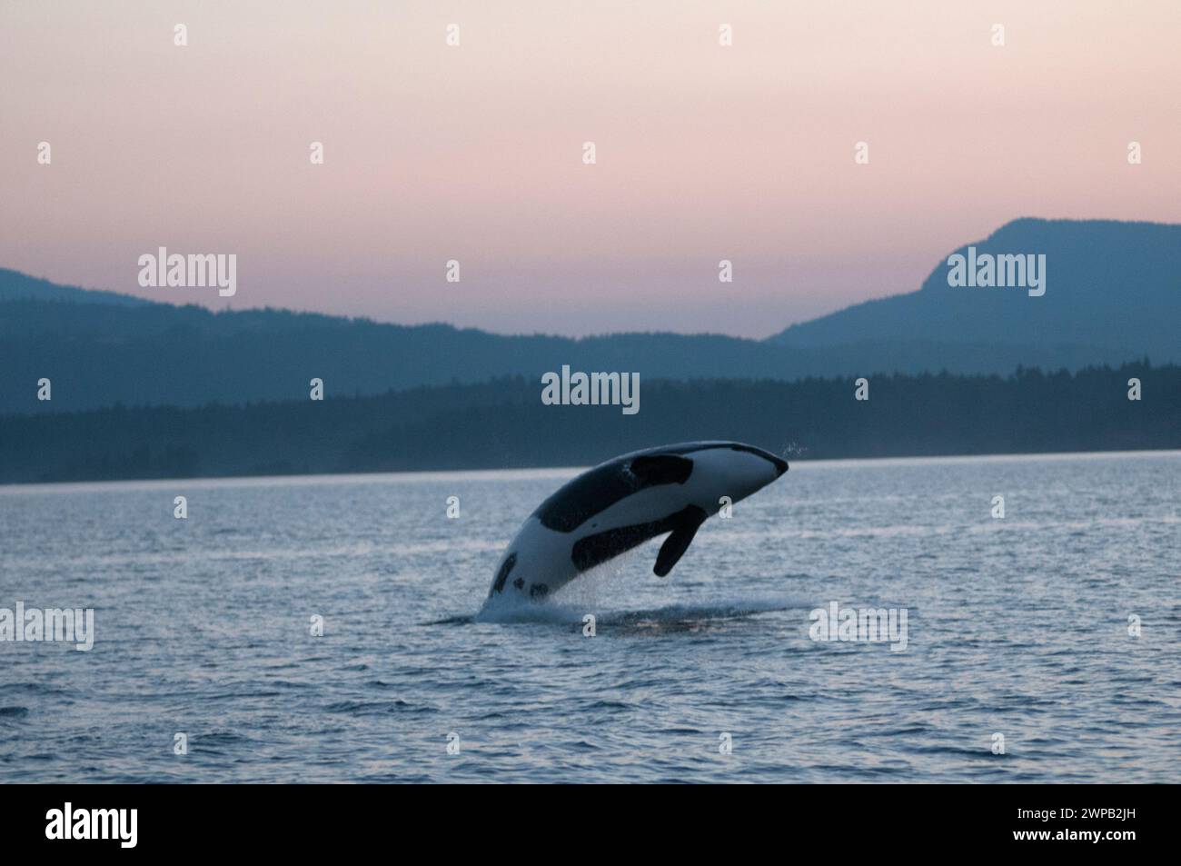 Dolphin slapping tail hi-res stock photography and images - Alamy