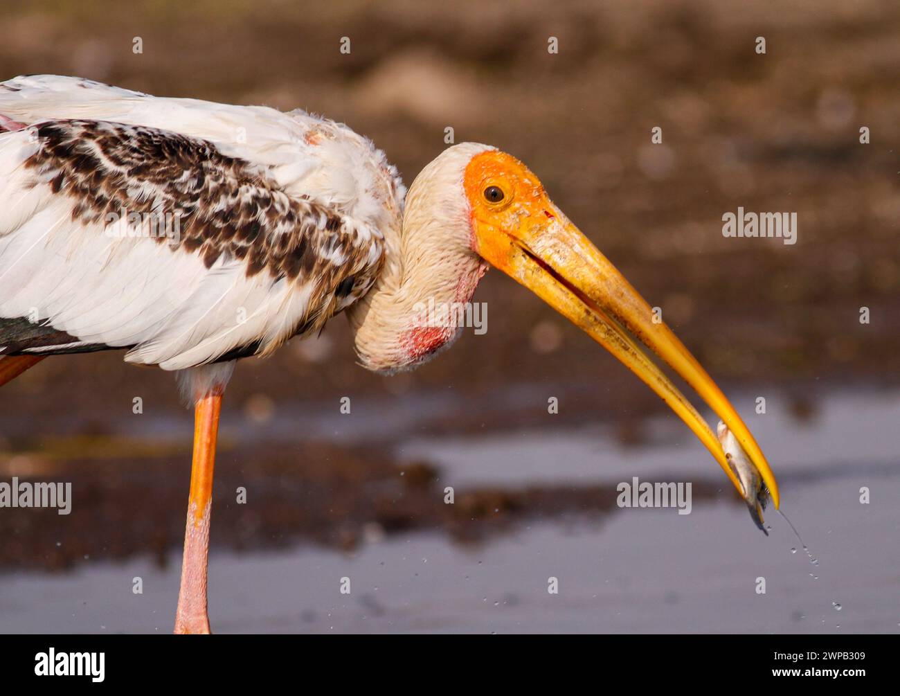 A close-up of a painted stork holding a fish in its beak near the water ...