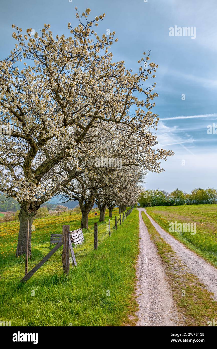 Field path leading past flowering cherry trees, pasture fence and ...